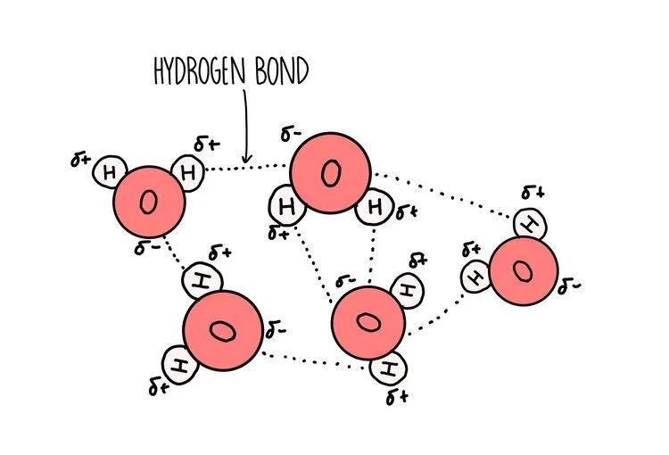 Biological Molecules OCR — the science sauce