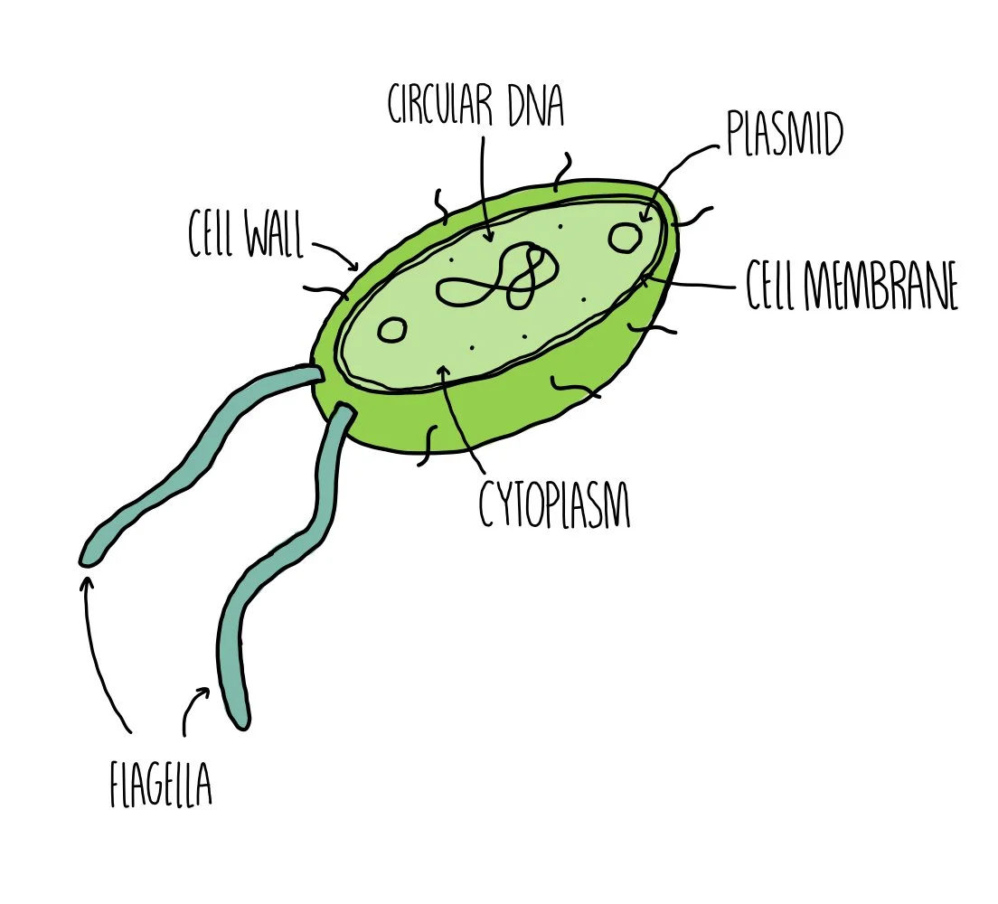Cell structure* — the science sauce