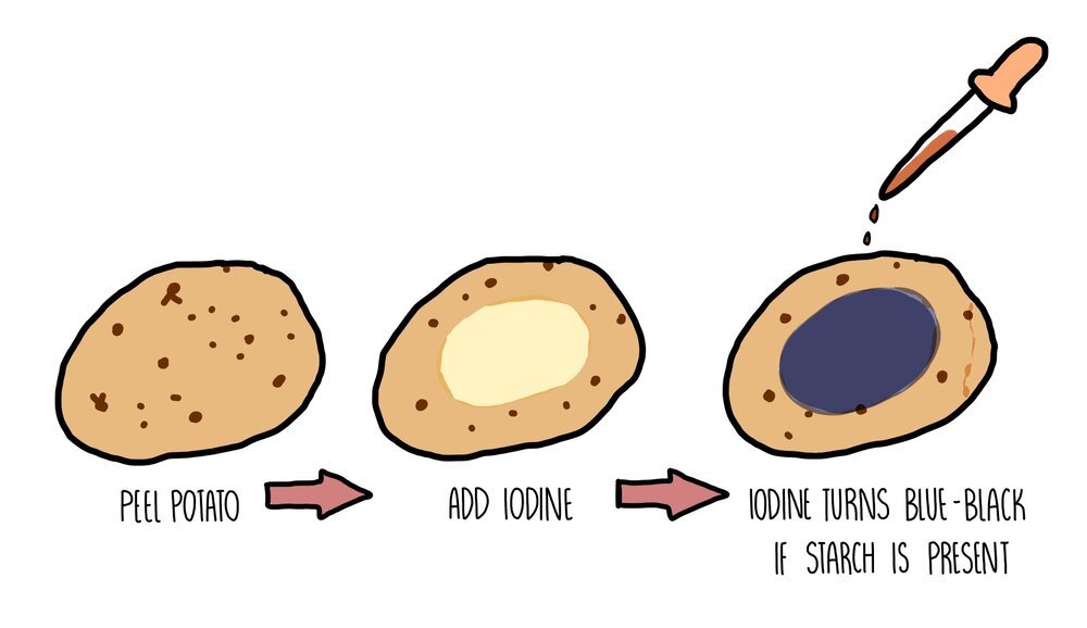 Carbohydrates and Lipids AQA — the science sauce