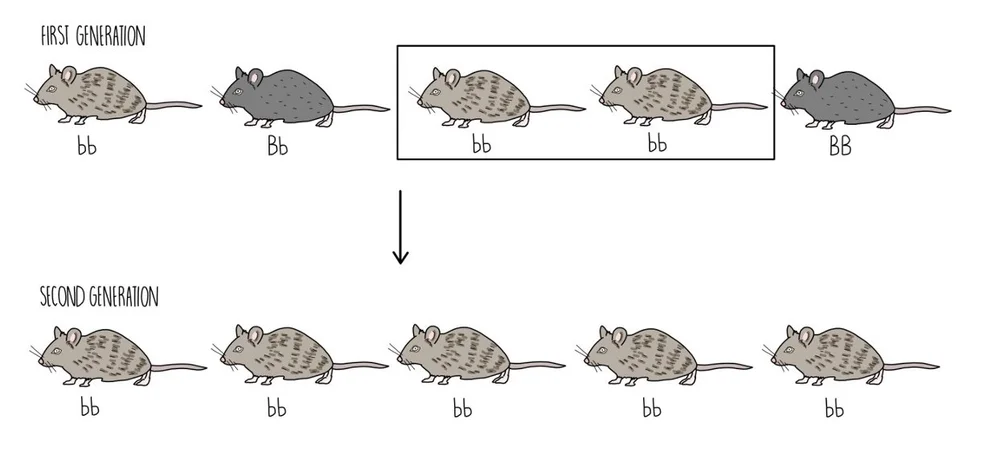 Evolution AQA — the science sauce