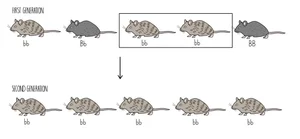 Evolution AQA — the science sauce