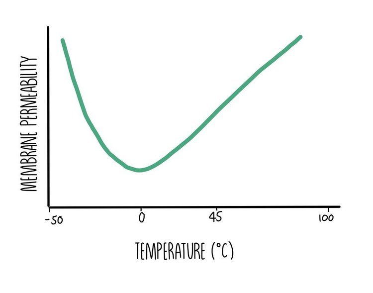Cell Membranes AQA — the science sauce