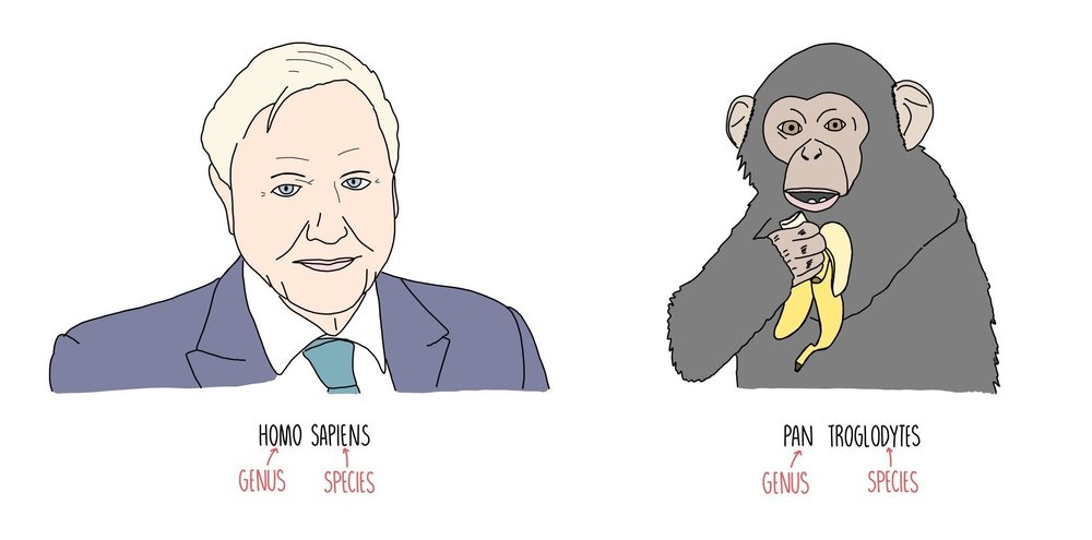 Classification and Evolution OCR — the science hive