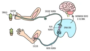 Responding to Stimuli AQA — the science sauce