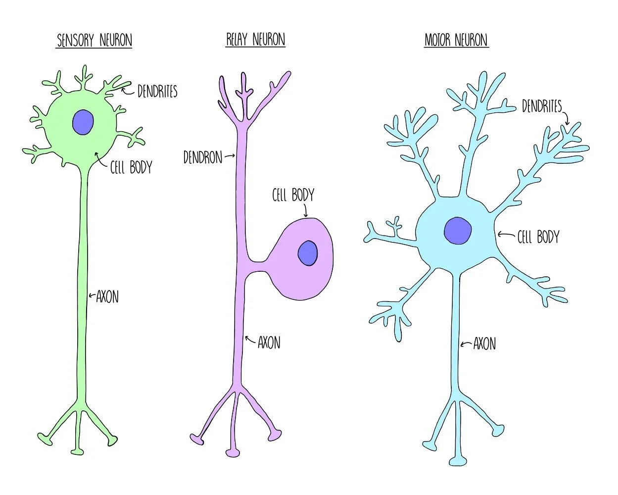 Motor Neuron Cell Membrane