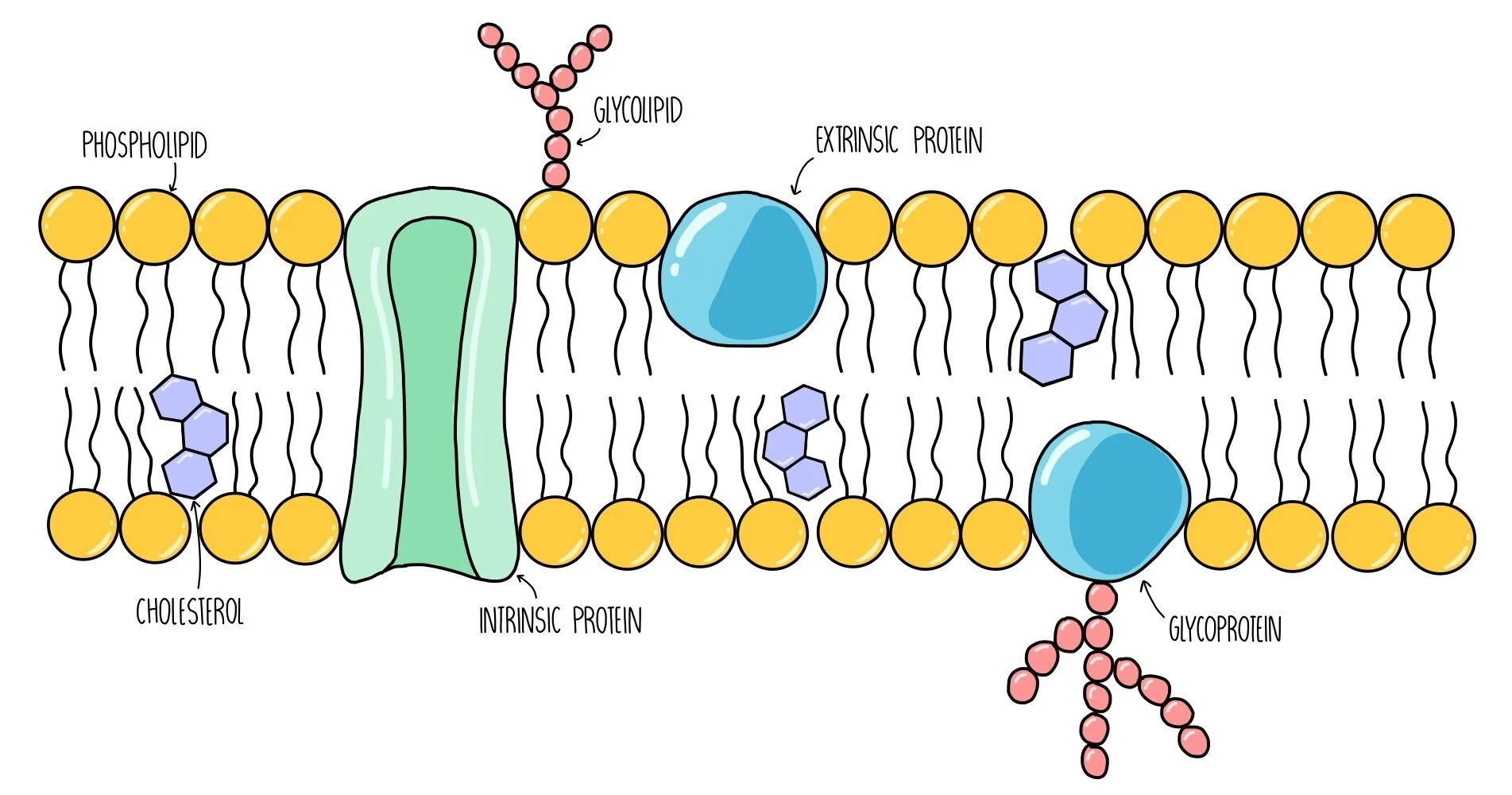 Cell Membranes AQA The Science Sauce
