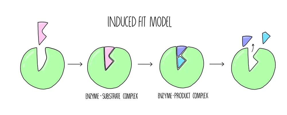 Proteins and Enzymes AQA — the science sauce