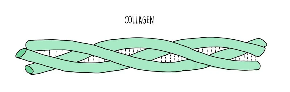 Proteins and Enzymes Edexcel A — the science sauce