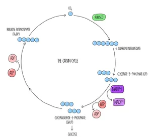 Photosynthesis OCR — the science sauce