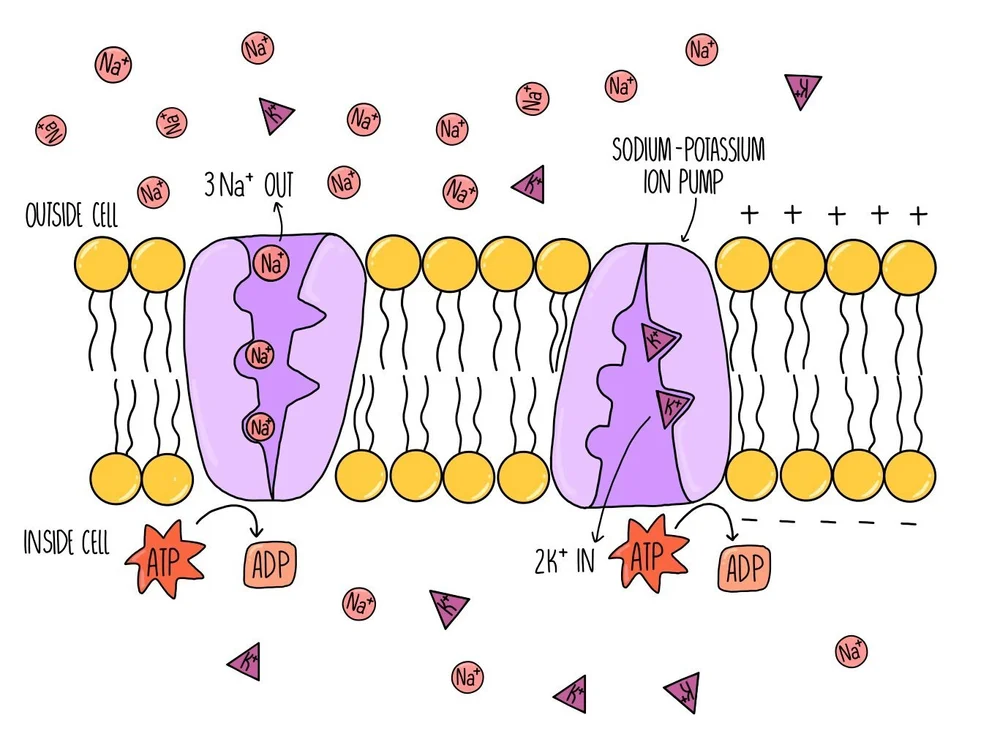 The Nervous System AQA — the science sauce
