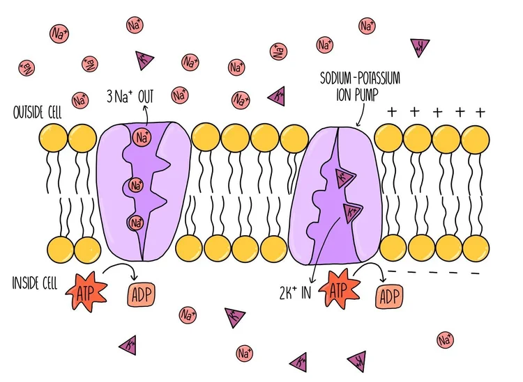The Nervous System AQA — the science sauce