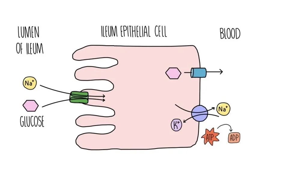 Cell Membranes AQA — the science sauce
