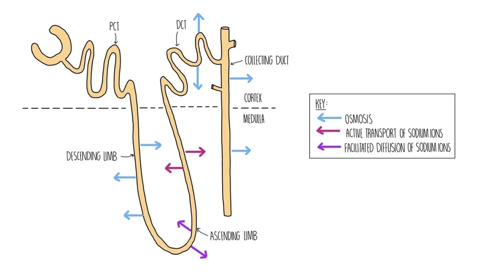 The Liver and Kidneys OCR — the science hive