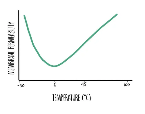 Cell Membranes OCR — the science sauce