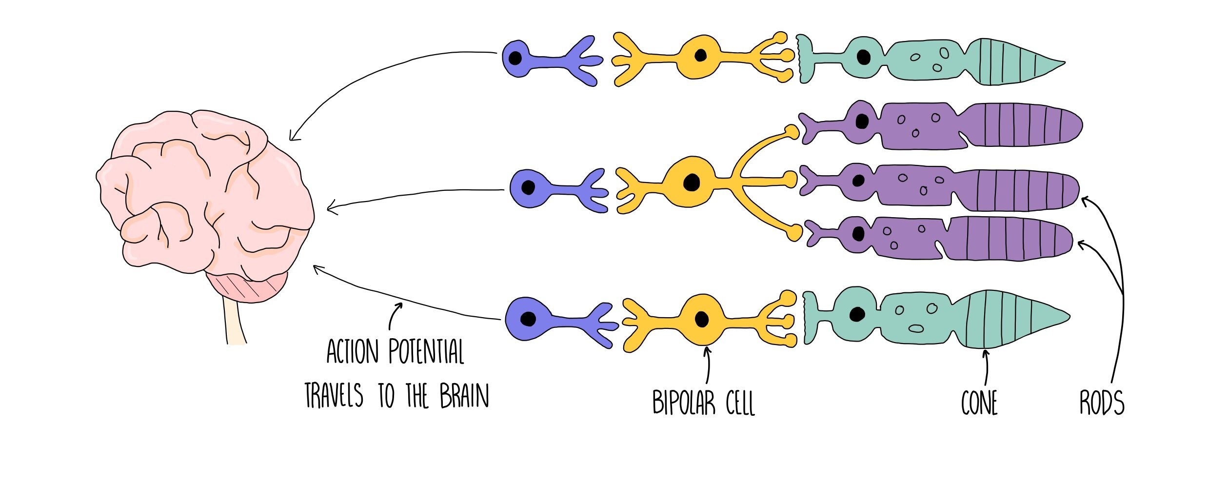 Responding to Stimuli AQA — the science sauce