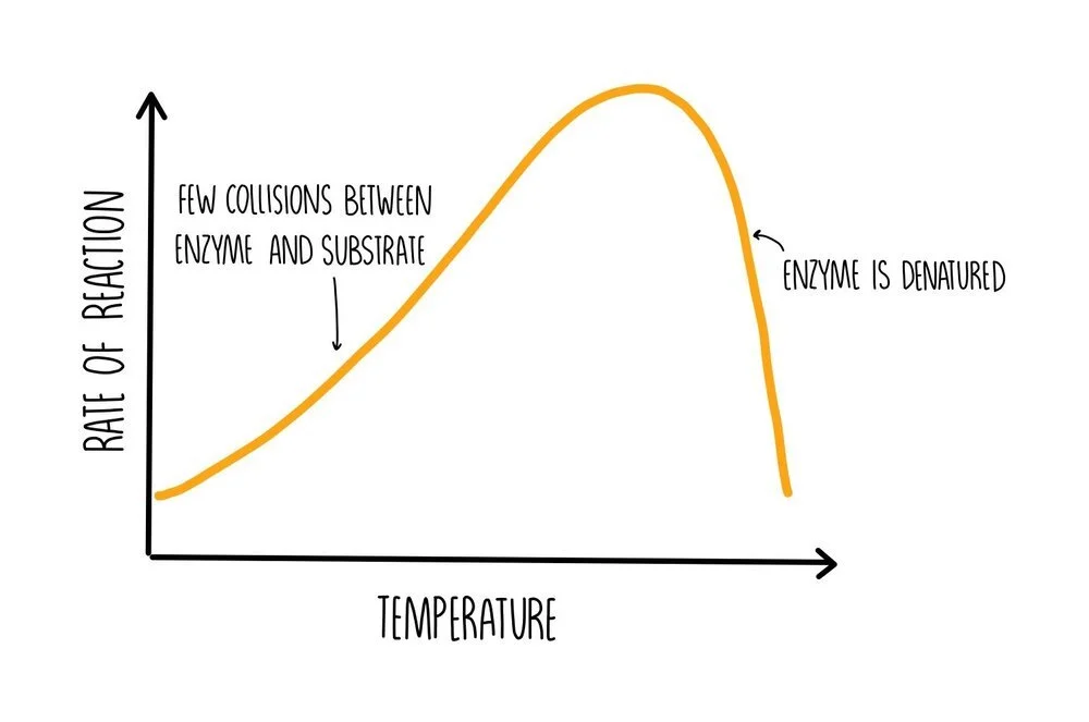 Proteins and Enzymes Edexcel A — the science sauce
