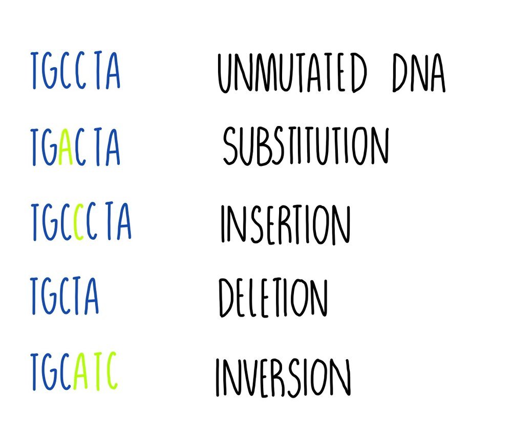 Mutations And Gene Expression Aqa — The Science Hive