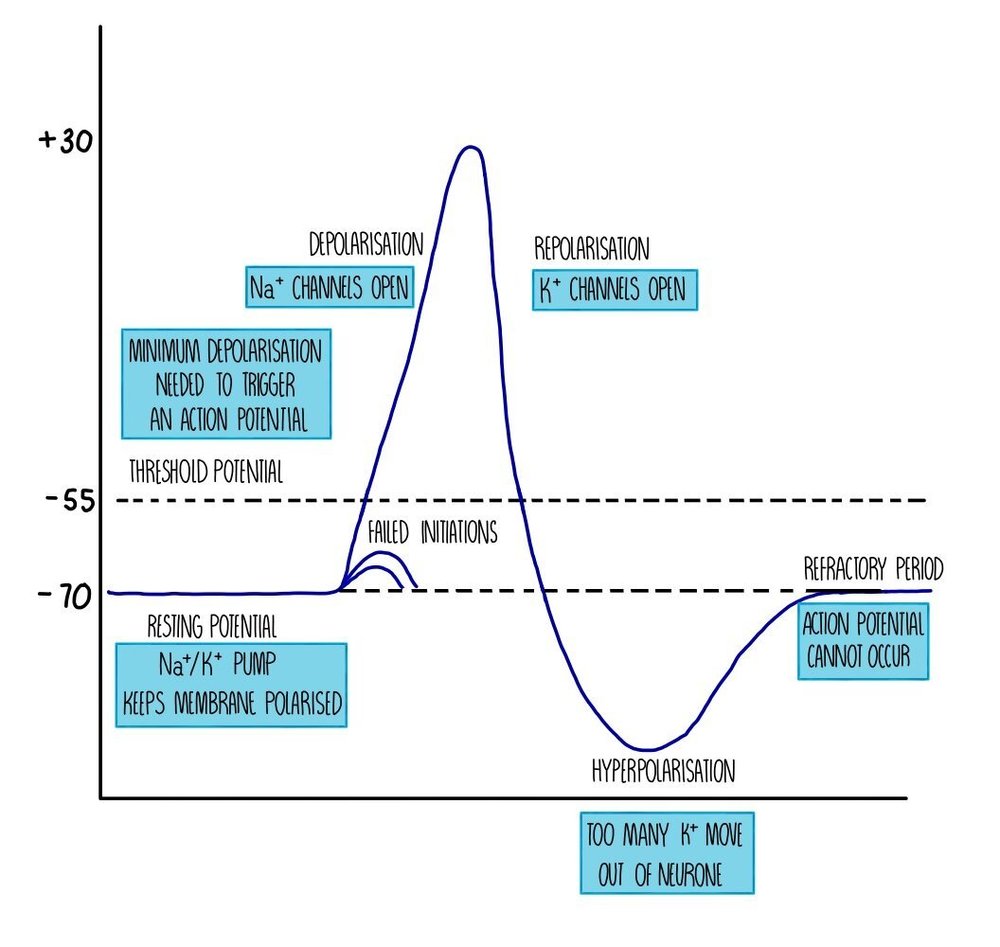 The Nervous System AQA — the science sauce