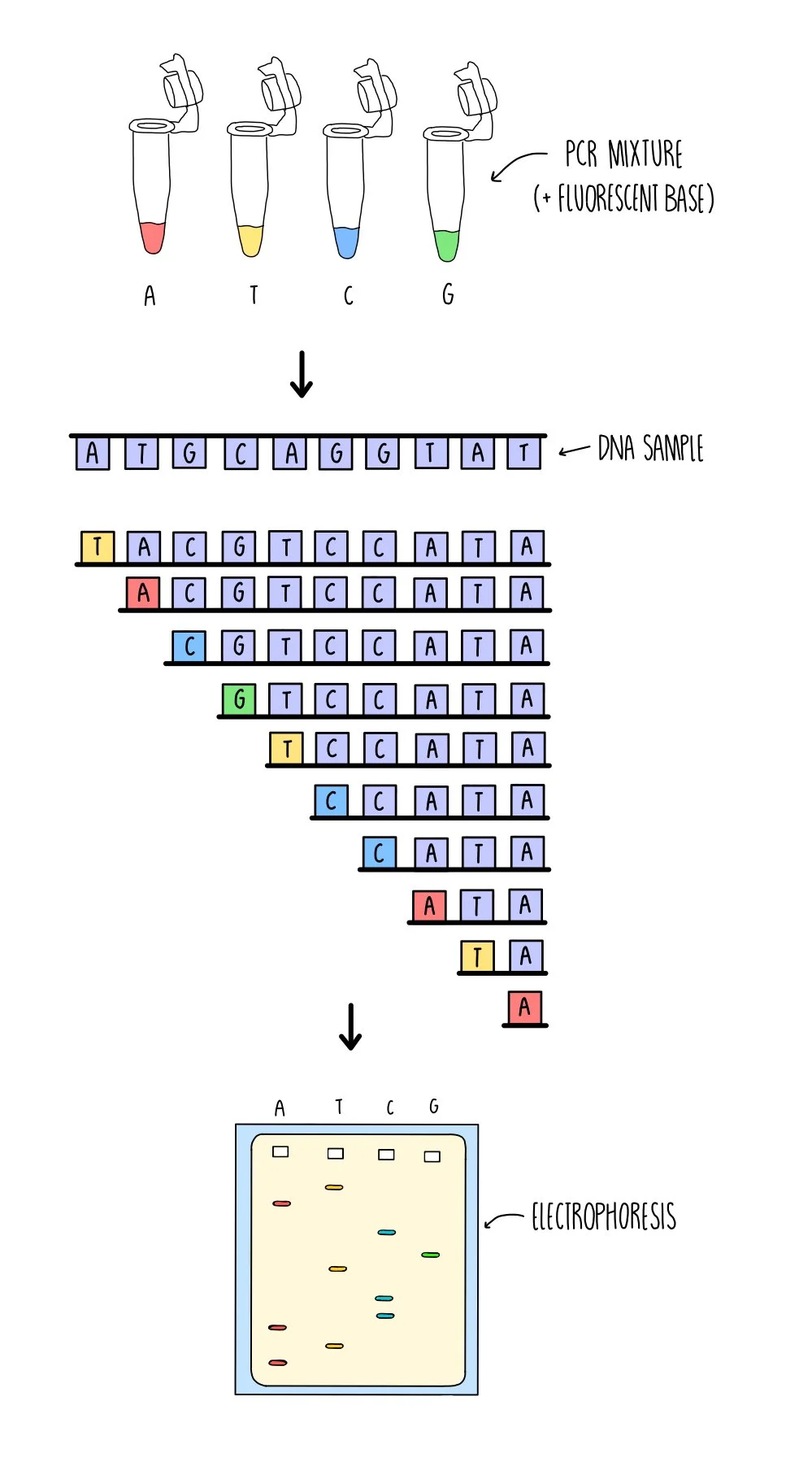 Genetic Manipulation OCR — the science sauce