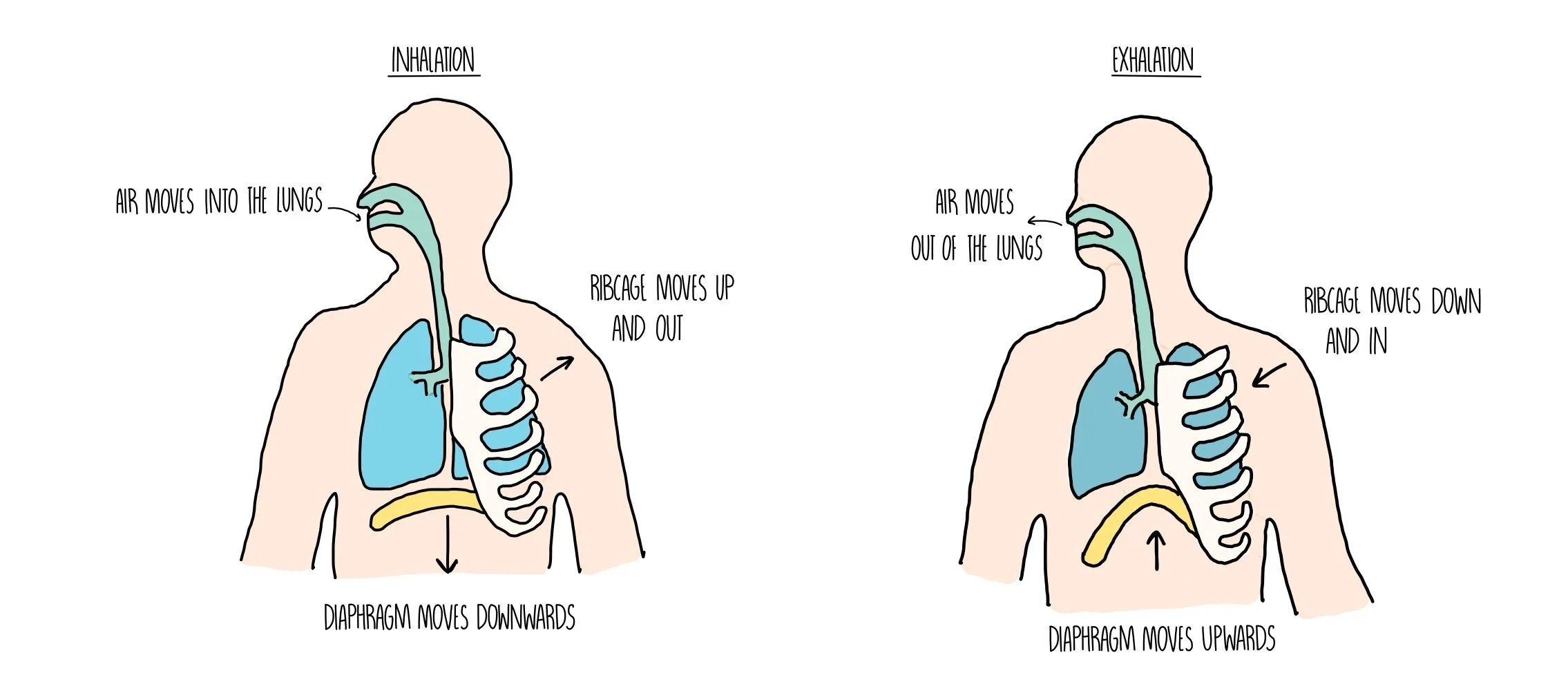 The Respiratory System OCR — the science sauce