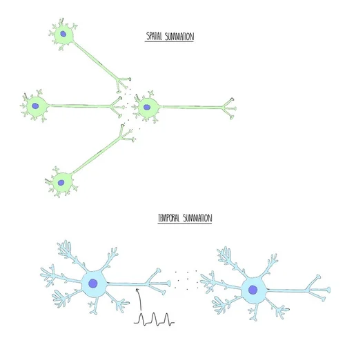 The Nervous System AQA — the science sauce