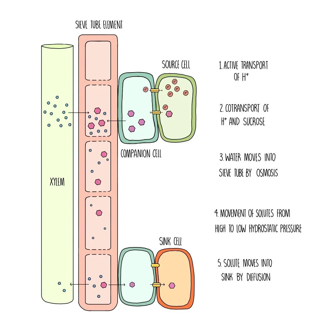 Transport in Plants AQA — the science sauce