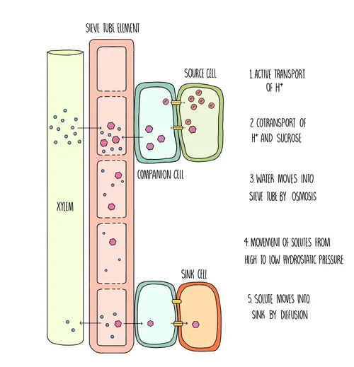 Transport in Plants AQA — the science sauce