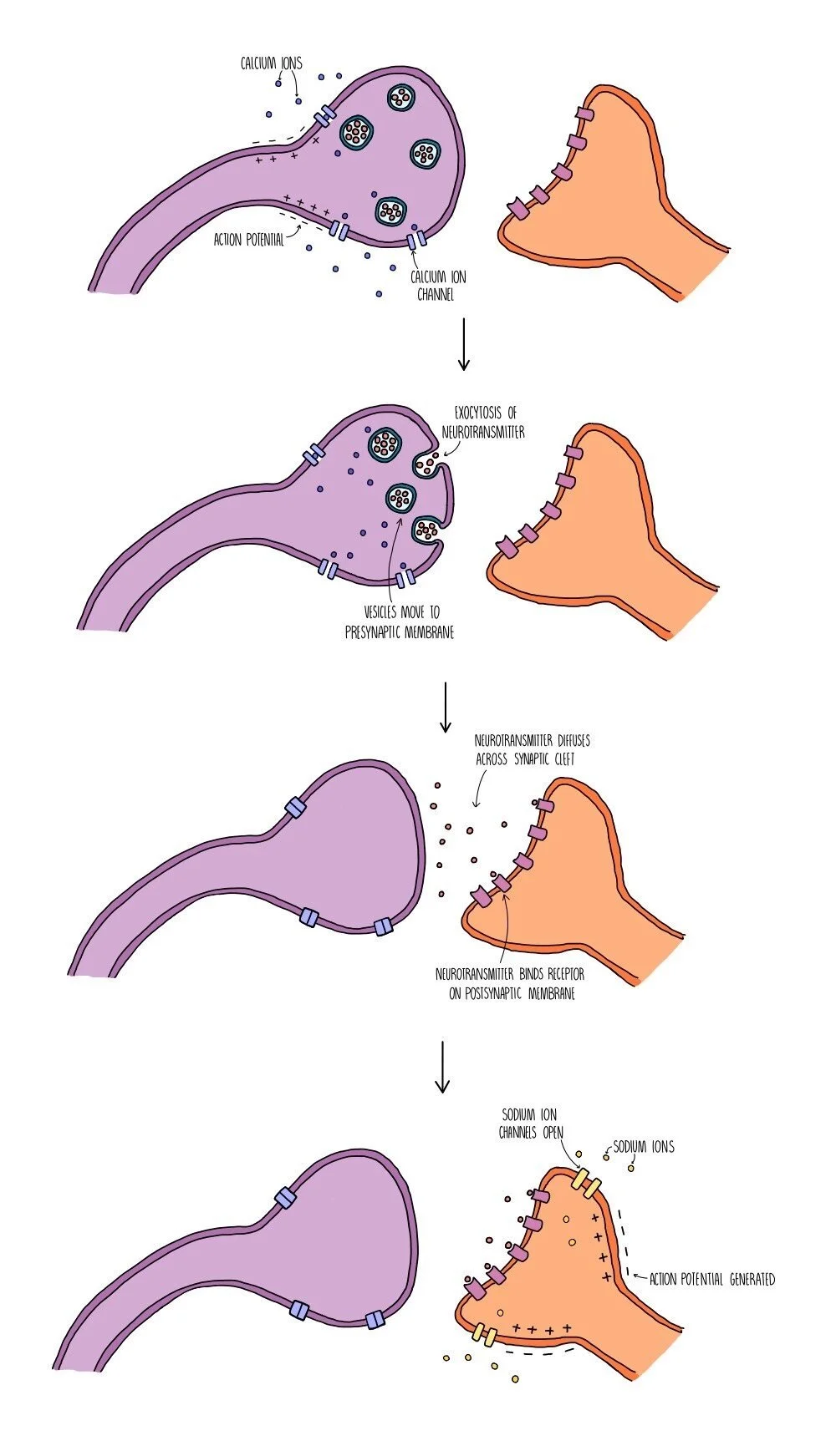 Nervous and Hormonal Communication Edexcel A — the science sauce