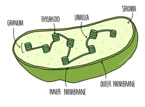 Photosynthesis AQA — the science sauce