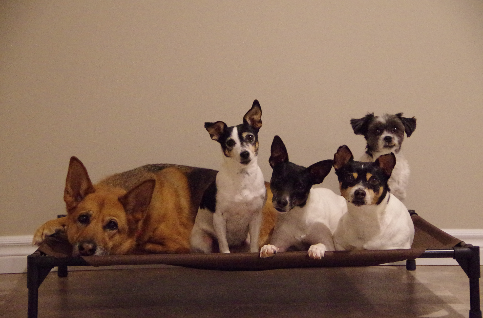 Tools We Use — The Structured Canine