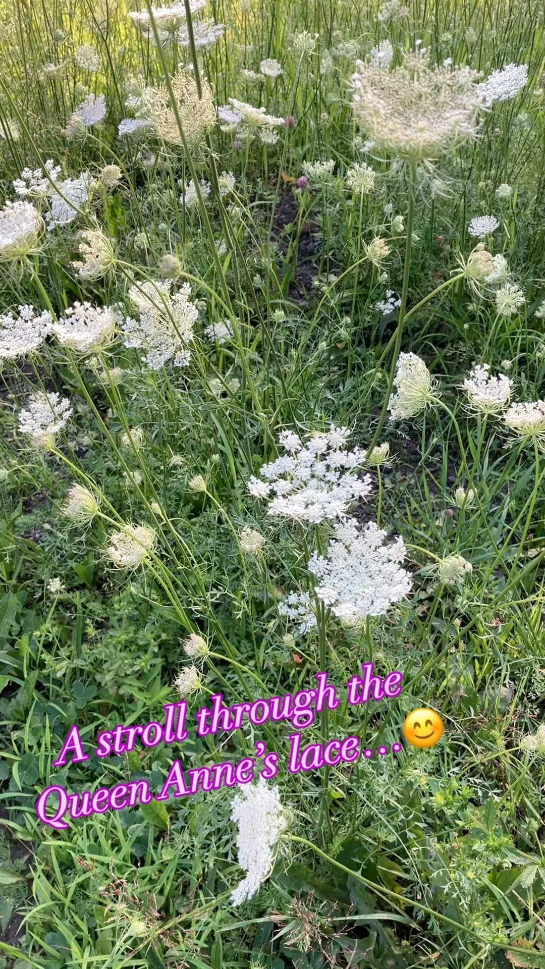 The Willow Path Tarot