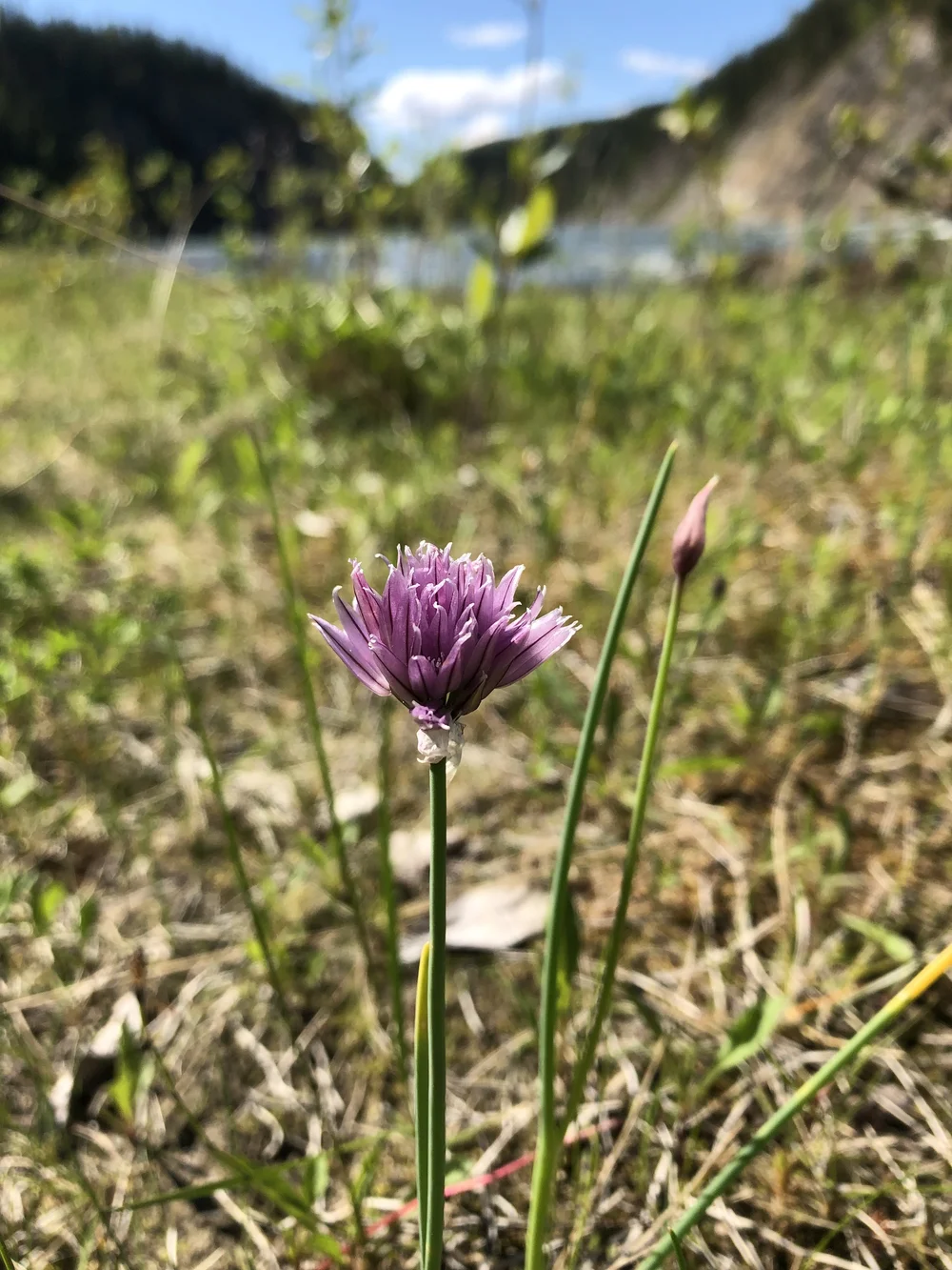 Ace of Cups Tarot Card Combinations — The Willow Path Tarot