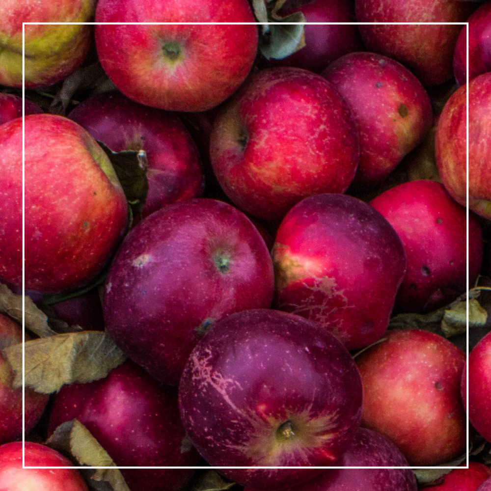 The Boulder Apple Tree Project | Rediscovering the past, together