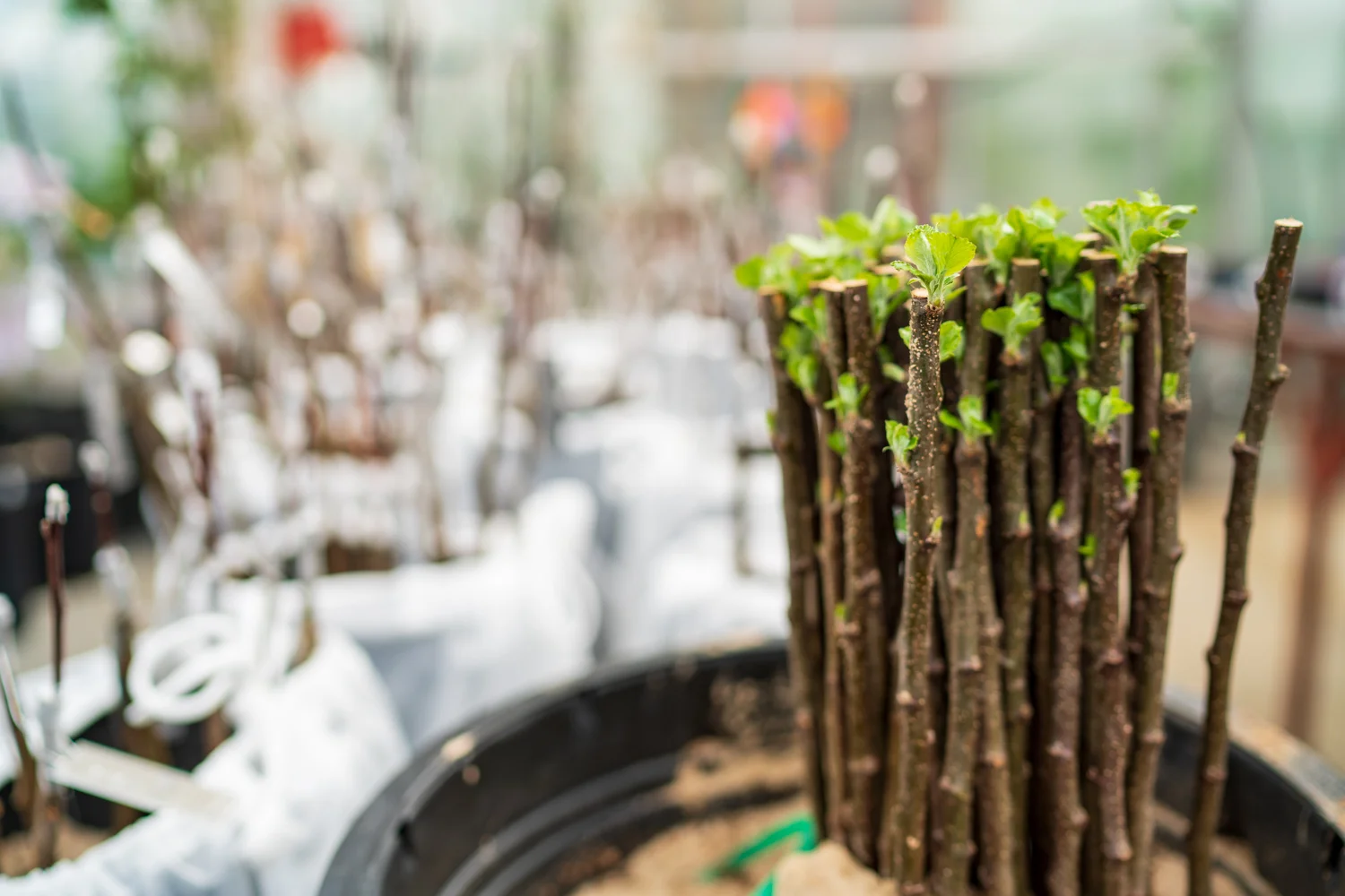 The Science — The Boulder Apple Tree Project | Rediscovering the past ...