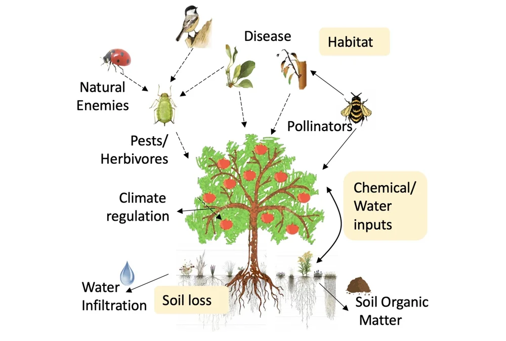 The Science — The Boulder Apple Tree Project | Rediscovering the past ...