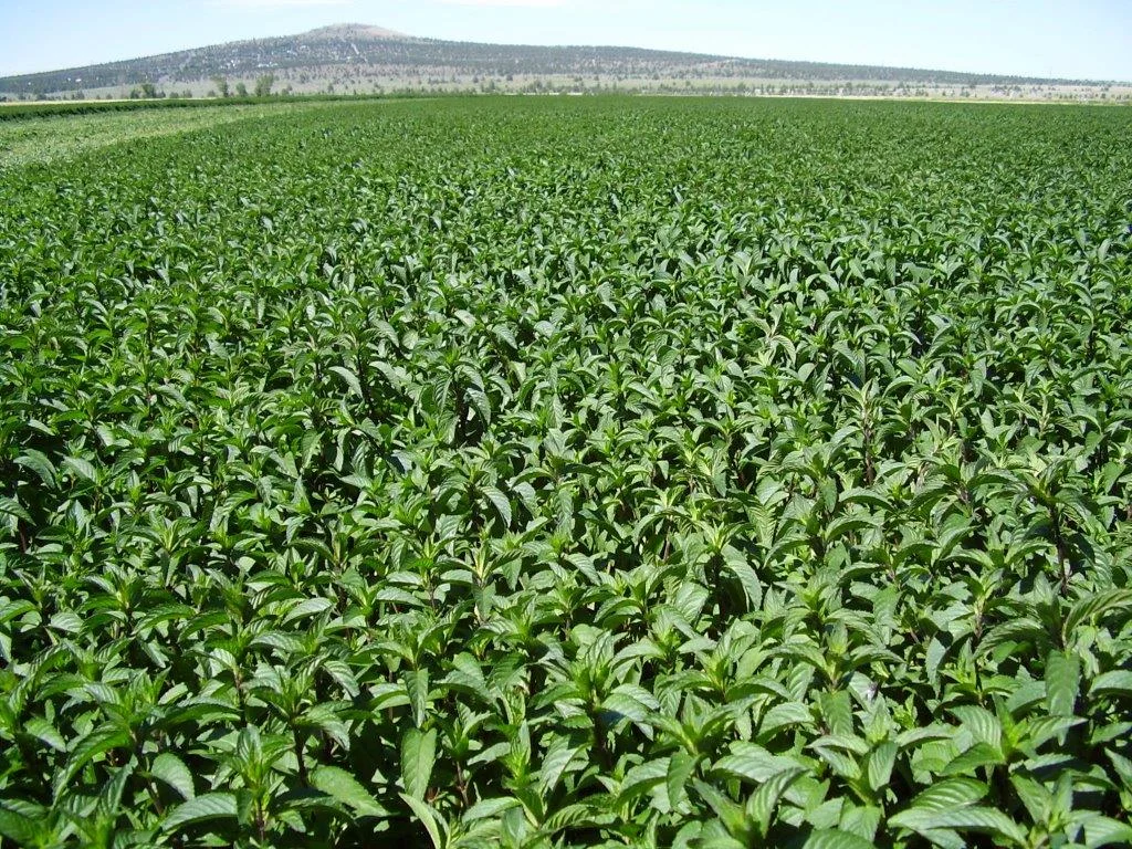 Peppermint, U.S.A. — Meridian Trading