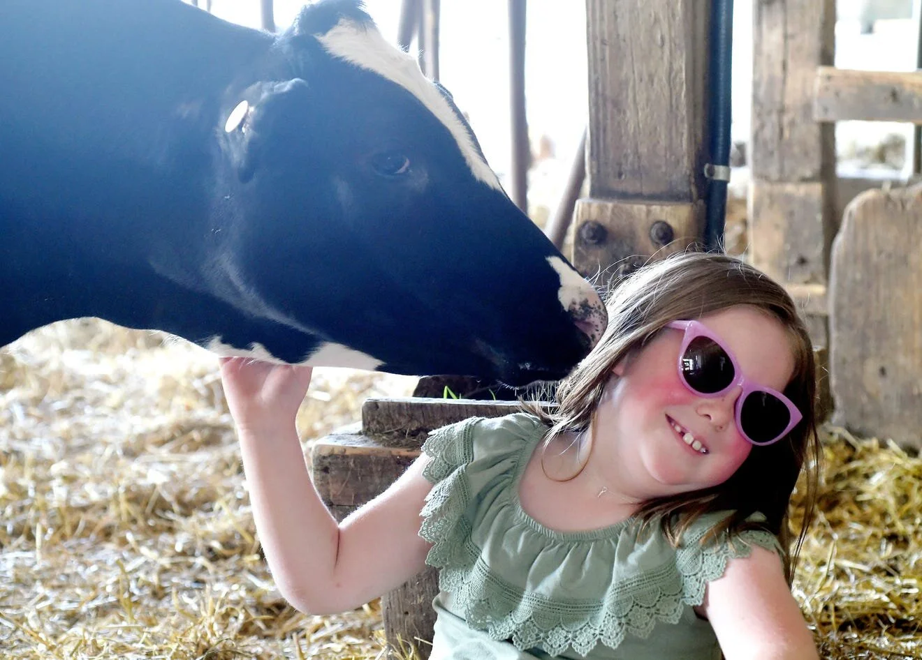 Cow Cuddling — Sunset View Creamery
