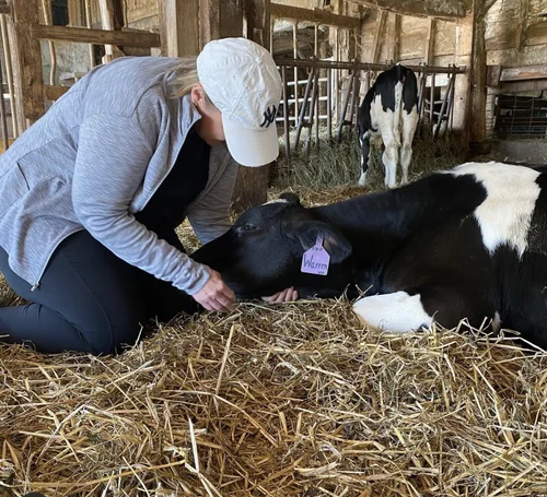 Cow Cuddling — Sunset View Creamery