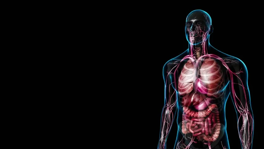 Human Body System Wallpaper