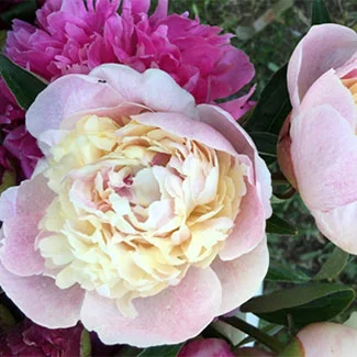 Peony Varieties — Inevitable Farm