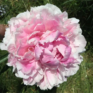 Peony Varieties — Inevitable Farm