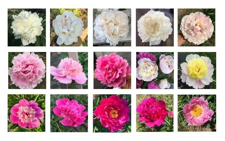 Peony Varieties — Inevitable Farm