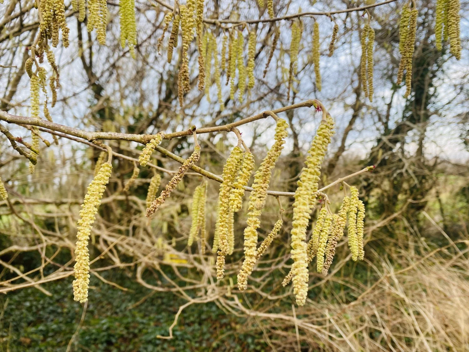 Catkins are edible — Neantog Farm