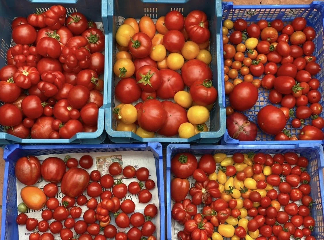 The Top Ten Tomato Tips — Neantog Farm