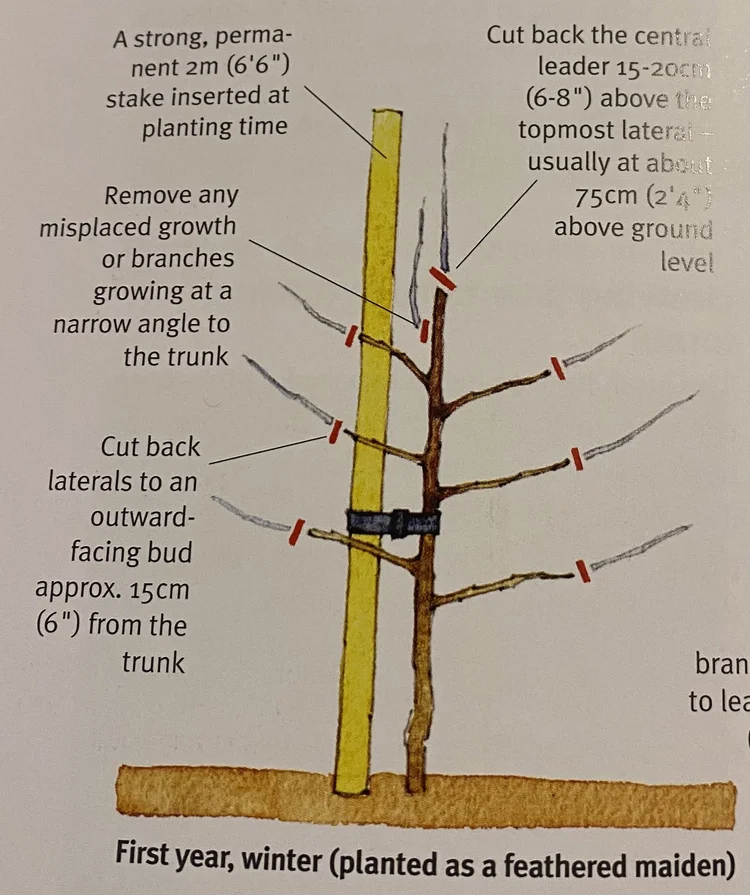 A short guide to pruning — Neantog Farm