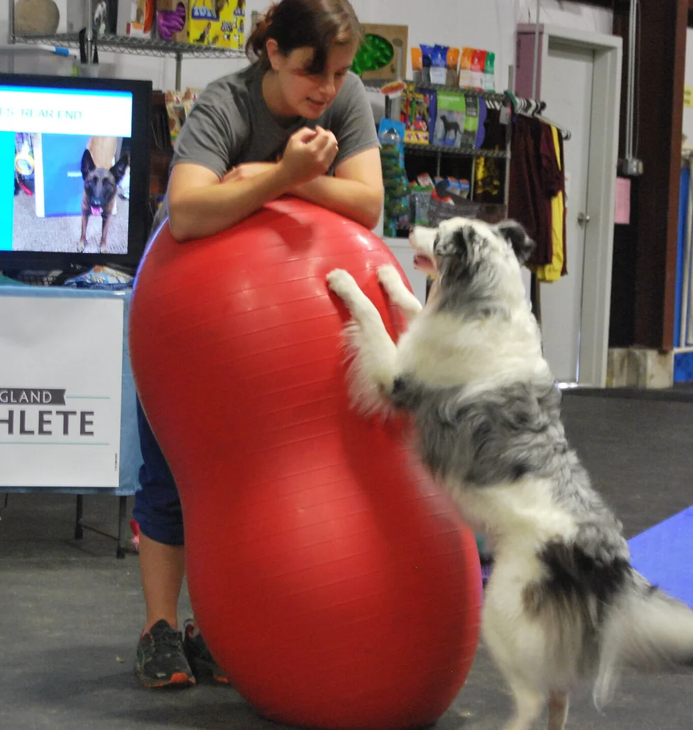 Canine Sport Training — New England K9 Athlete
