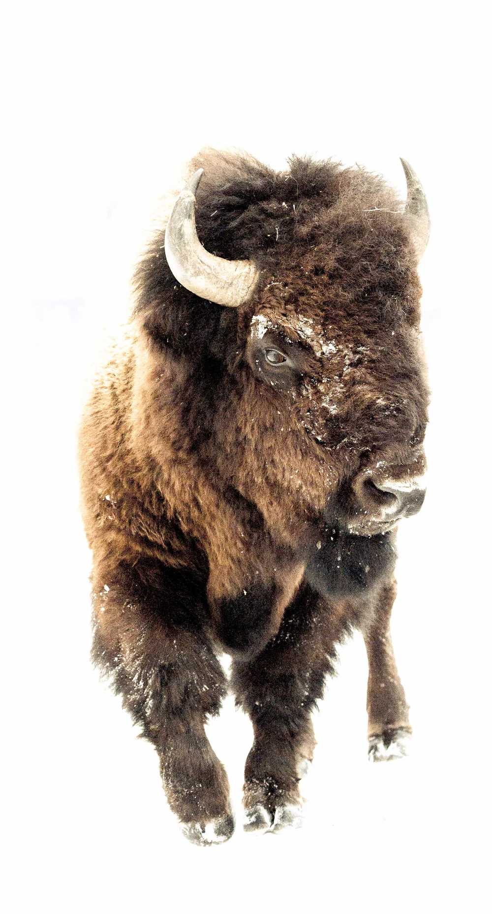 We Value Local Farmers — The Bison Banff