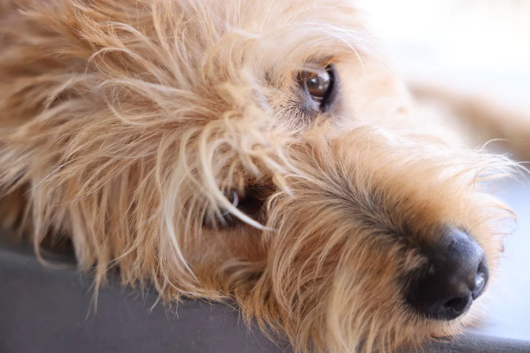 Top Child Psychiatrist in PA | Dr. Mark Novitsky