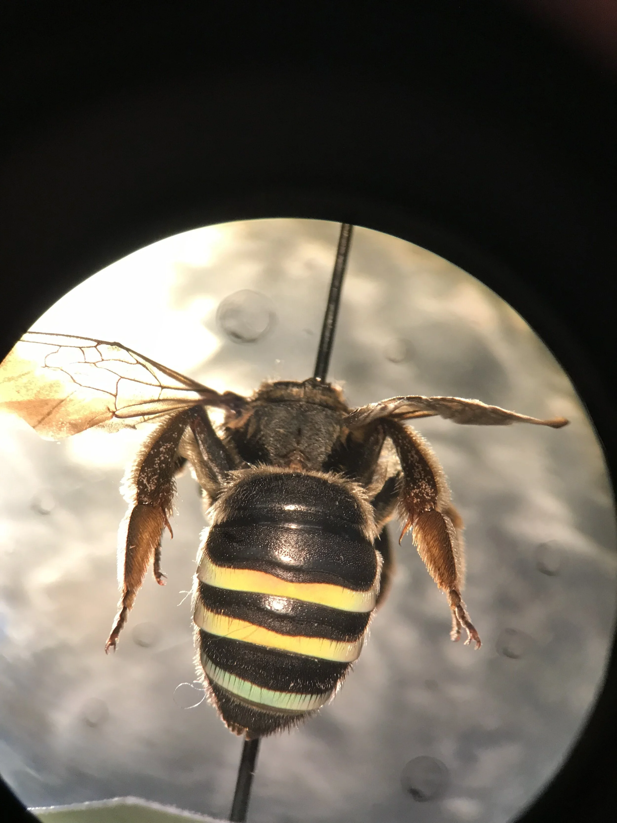 Midwest Bee Course in Review — Camilo Bee Lab