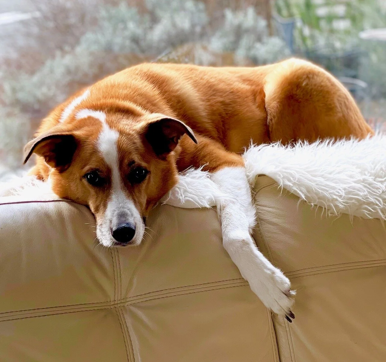 The Dog's Friend - The Borador, Dog Training, Paintings, and a Fable ...